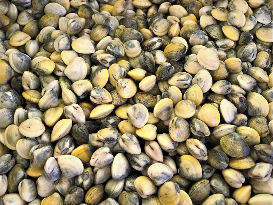 Berbigão, Onde Comer em Florianópolis | LOCAL TOUR